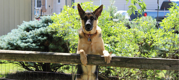 ¿Tienes un perro escapista? Esta es la solución - Arion